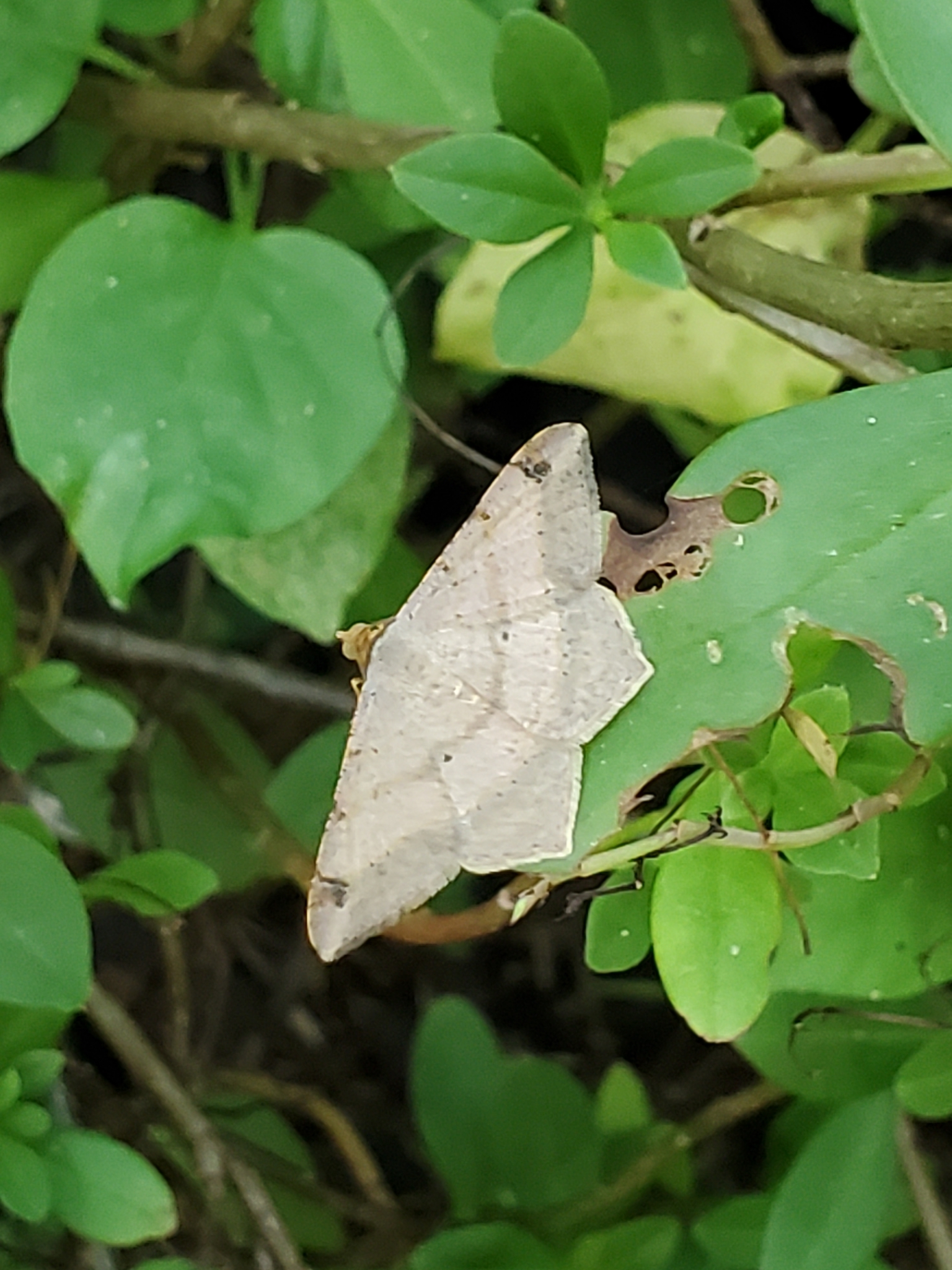 Macaria abydata Guenée