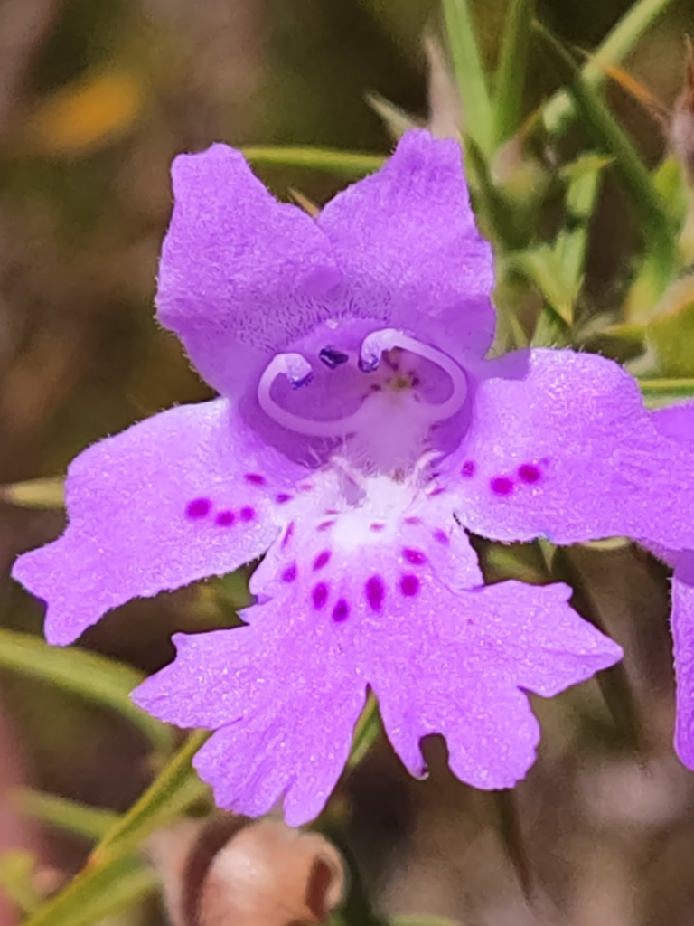 snakebush from Yanchep WA 6035, Australia on January 15, 2023 at 01:16 ...