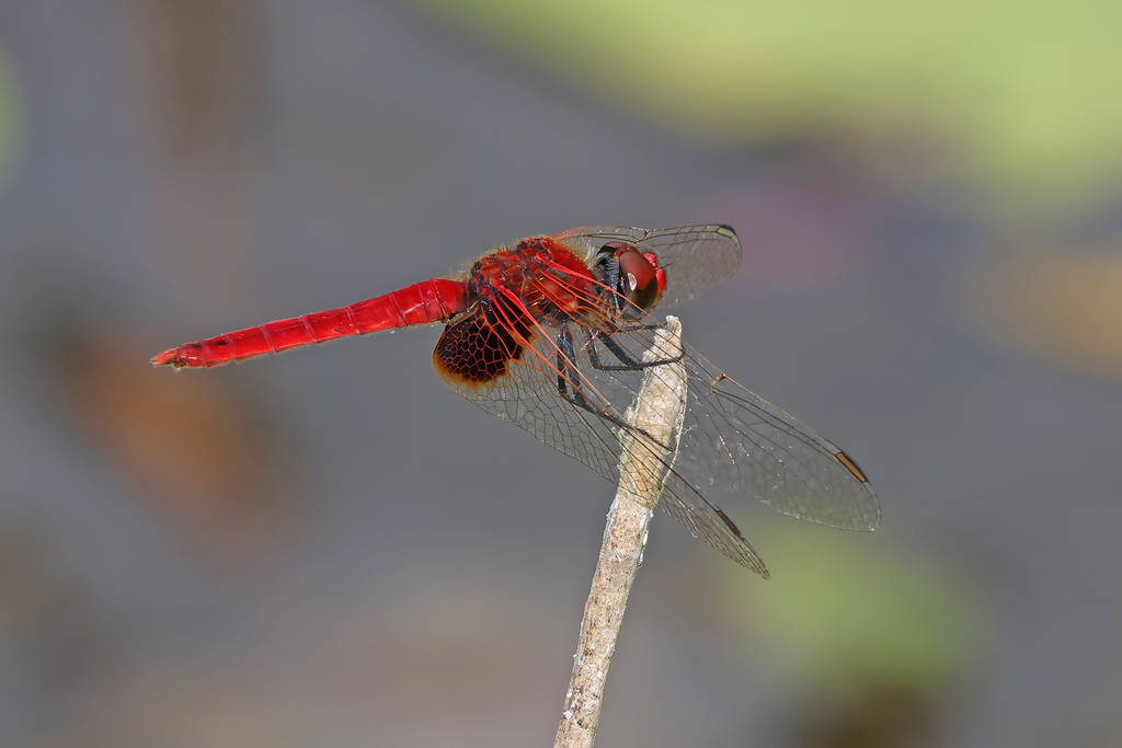 Square-spot Basker from Upper Kedron QLD 4055, Australia on January 15 ...