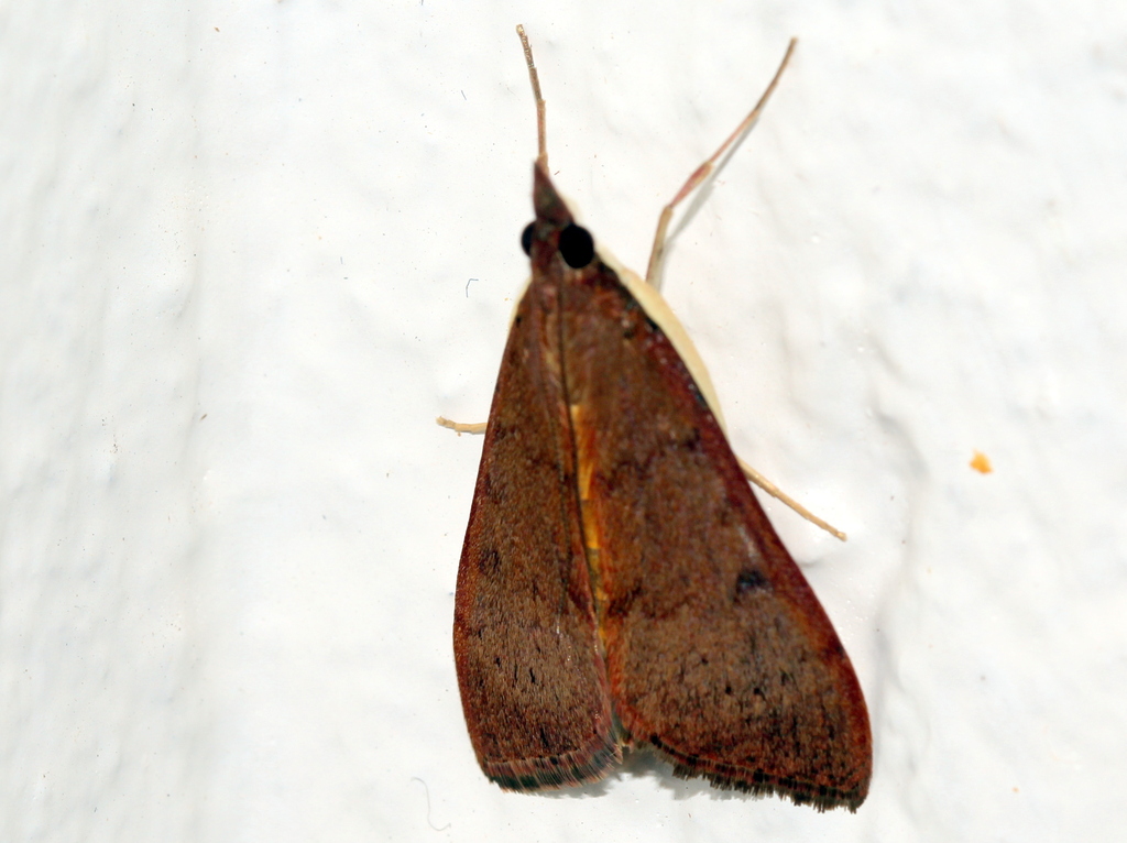 Tree Lucerne Moth from Cairns QLD, Australia on October 13, 2022 at 08: ...