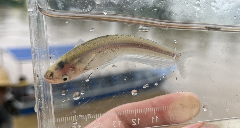 Micronema hexapterus in January 2023 by Zakqary · iNaturalist