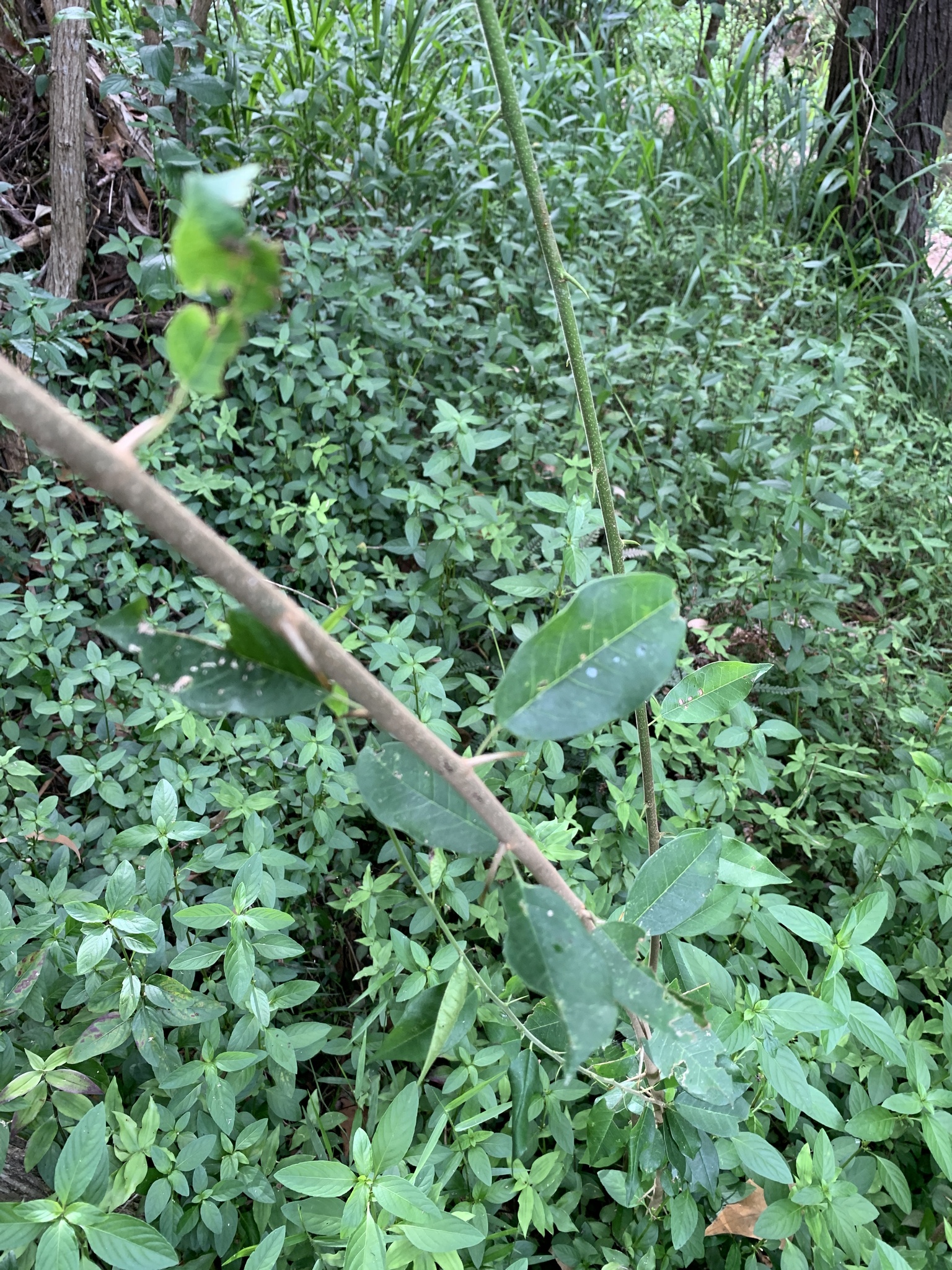 Maclura cochinchinensis (Lour.) Corner