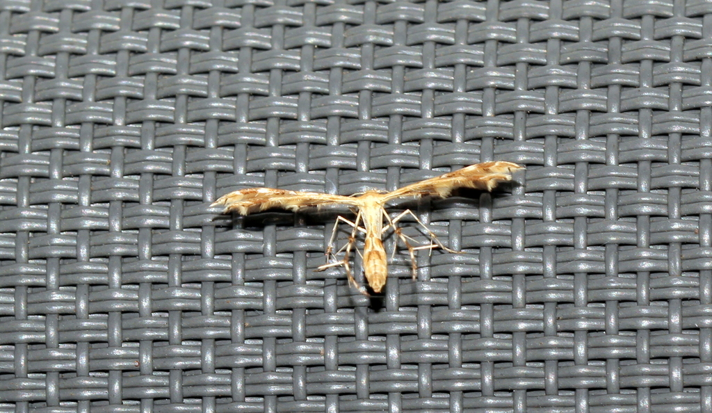 Fire-flag Plume Moth from Cairns QLD, Australia on October 20, 2022 at ...