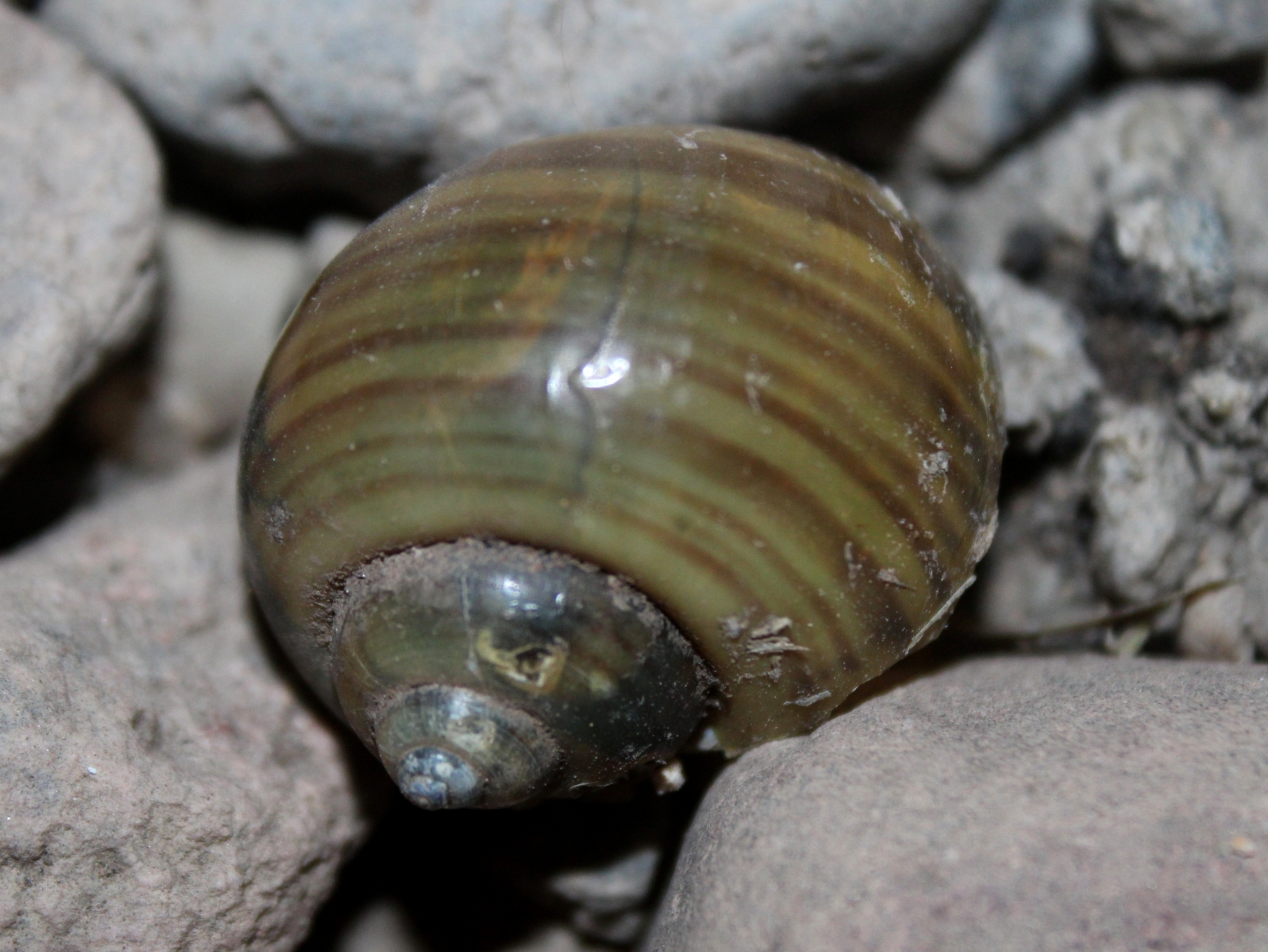 Pomacea canaliculata (Lamarck, 1822)