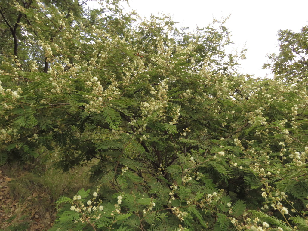prairie acacia from Oaxaca de Juárez, Oax., México on August 5, 2018 at ...