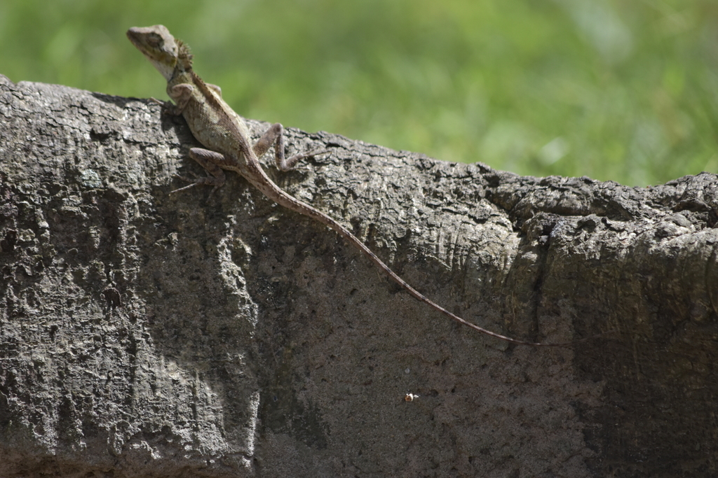 Vietnamese Blue Crested Lizard from Dinh Độc Lập on January 1, 2023 at ...