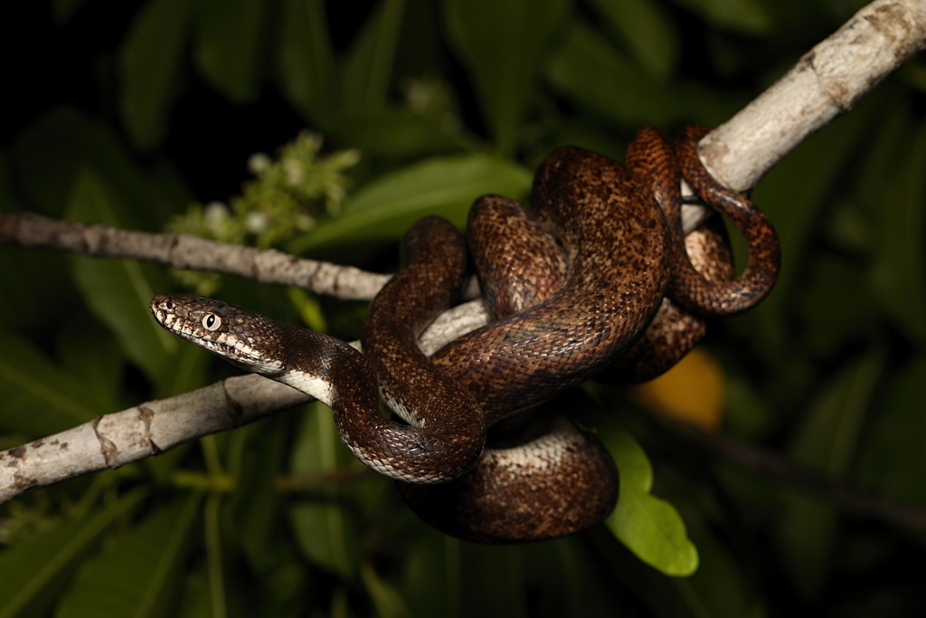 Savu Python from Sabu Raijua Regency, East Nusa Tenggara, Indonésie on ...