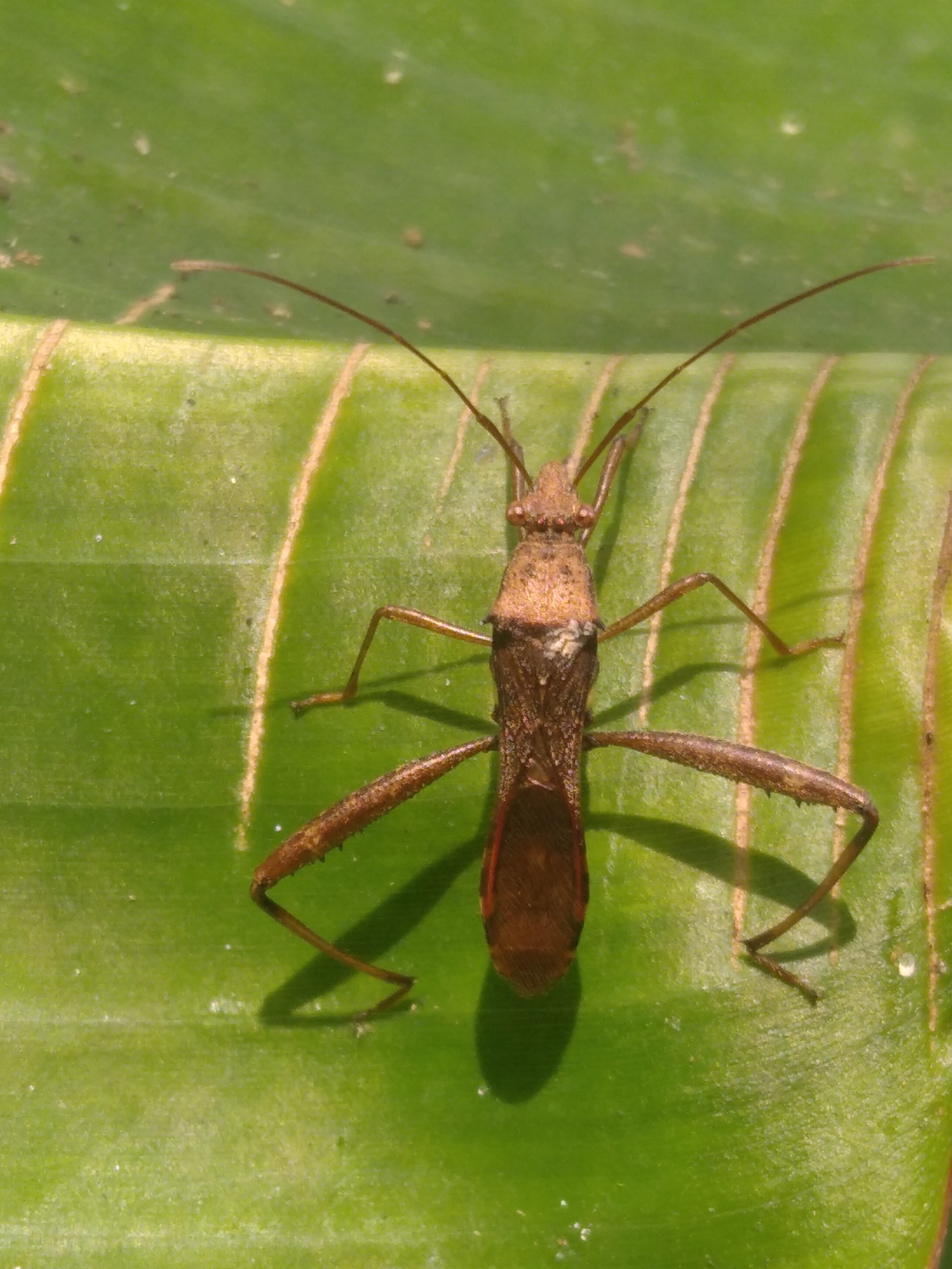Riptortus pedestris (Fabricius, 1775)