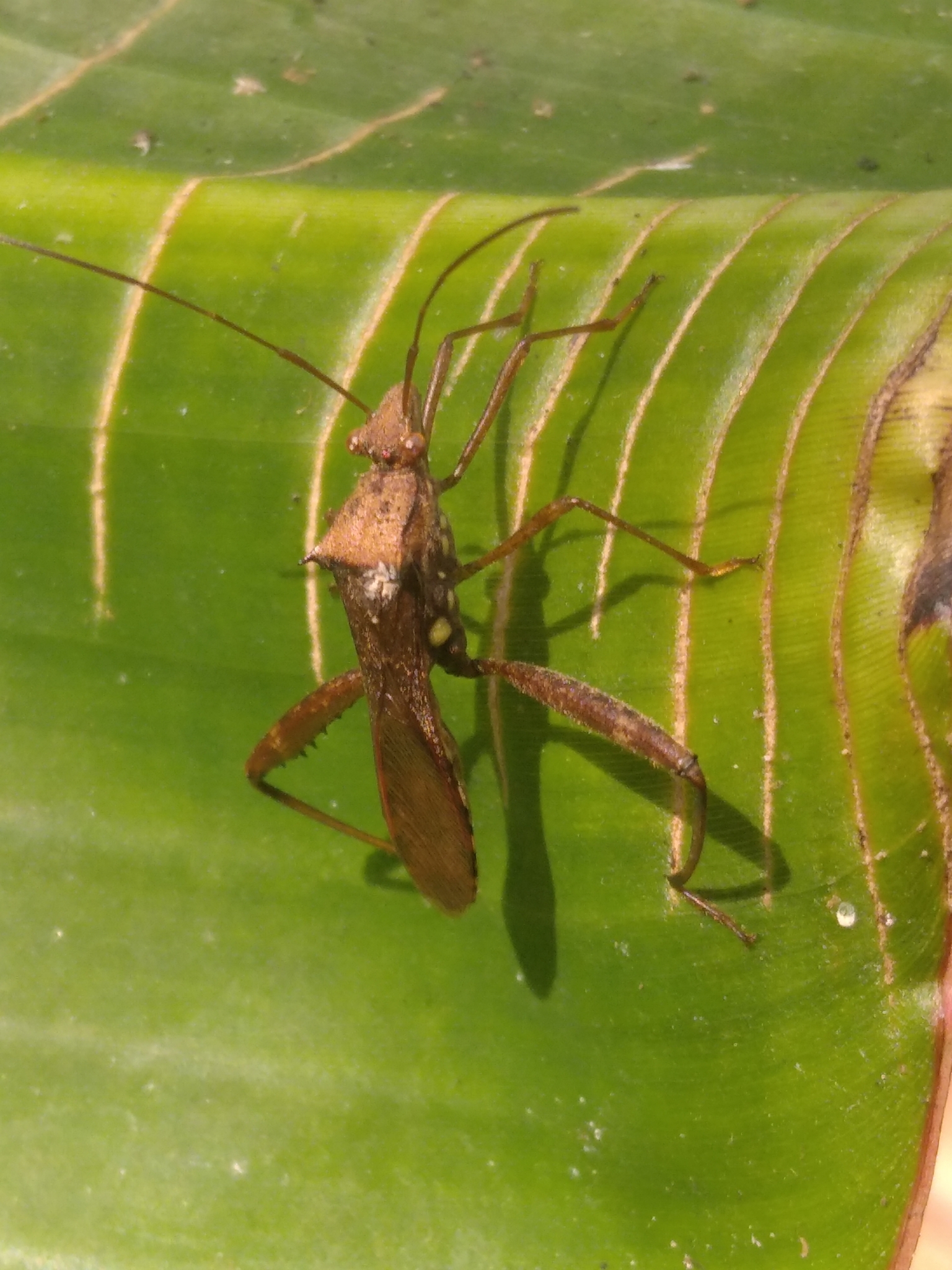 Riptortus pedestris (Fabricius, 1775)