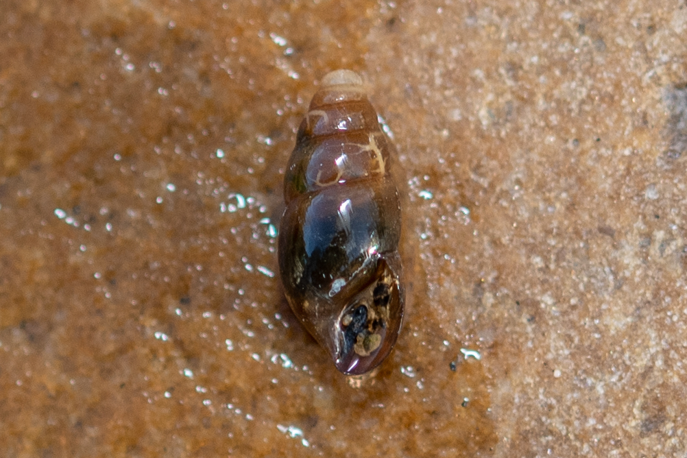 Cochlicopa A.Férussac, 1821