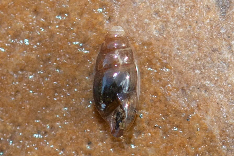 Cochlicopa A.Férussac, 1821