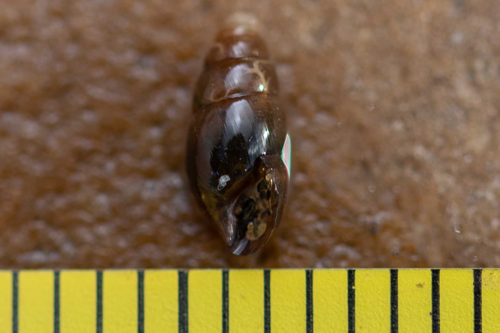 Cochlicopa A.Férussac, 1821