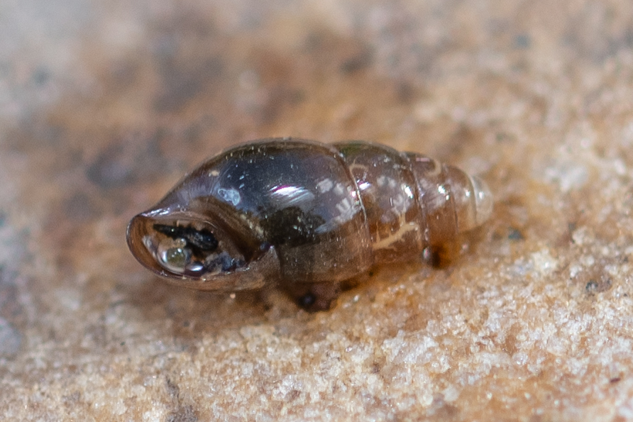 Cochlicopa A.Férussac, 1821