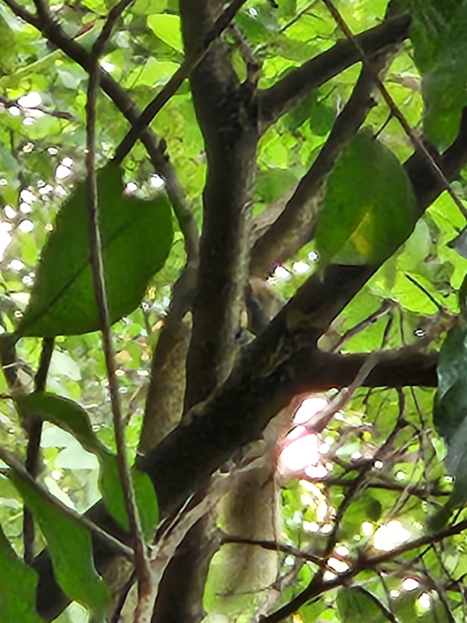 Callosciurus erythraeus (Pallas, 1779)