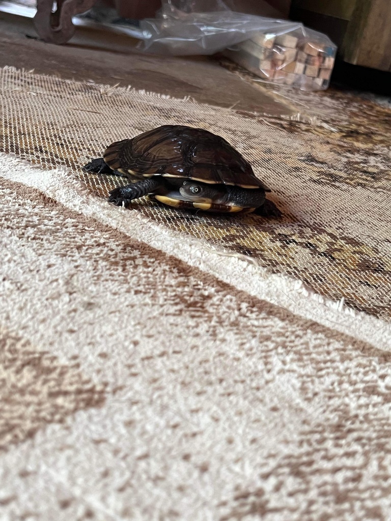 Common Snake-necked Turtle from Pyrenees Highway, Moolort, VIC, AU on ...