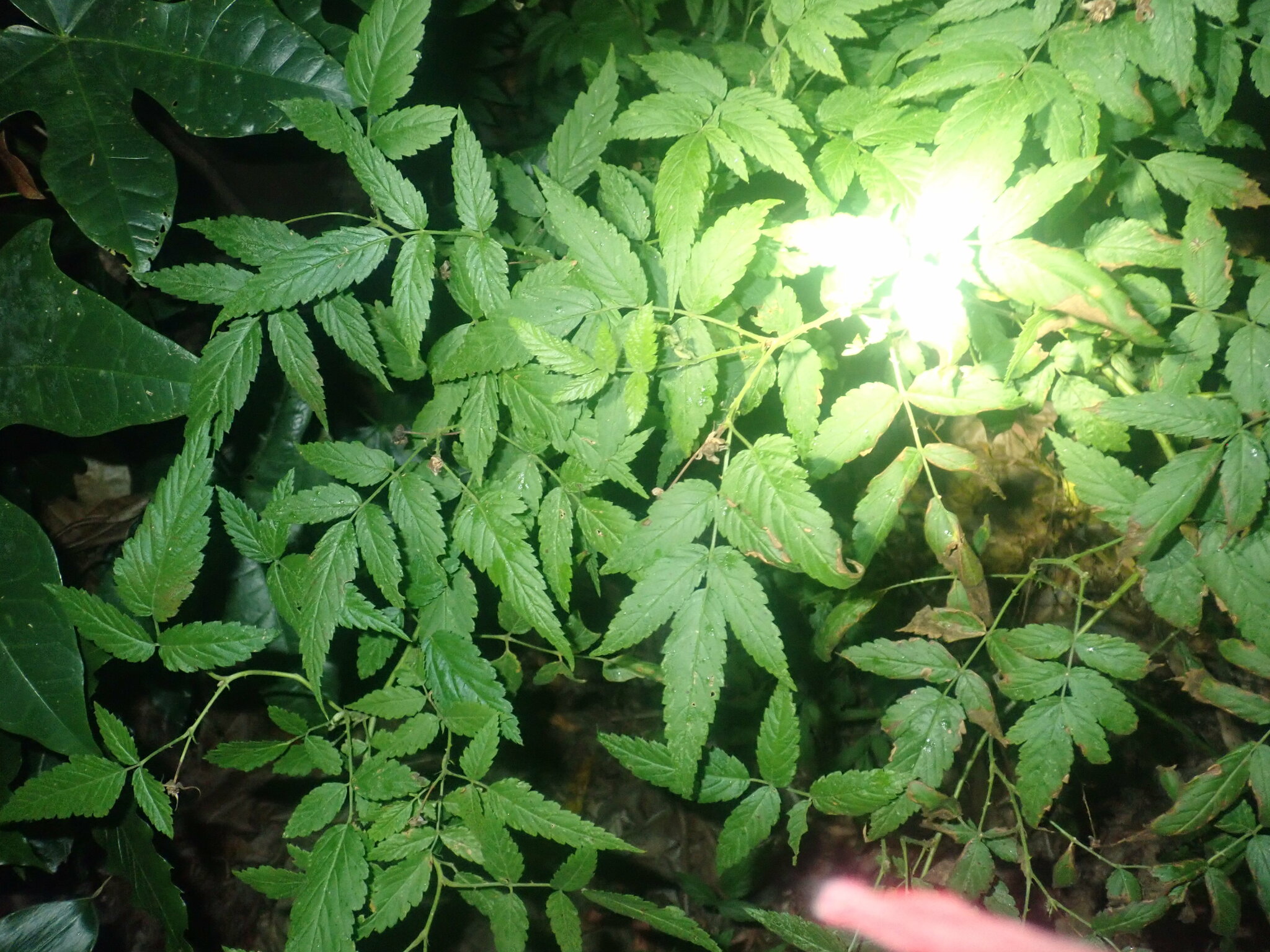 Rubus rosifolius Sm.