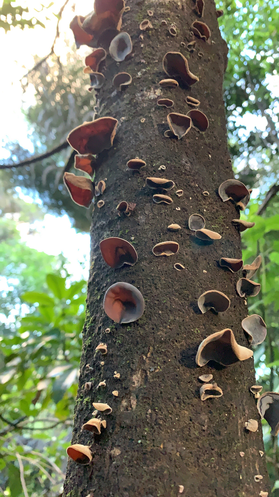 Ear fungus in January 2023 by alexbarnard · iNaturalist