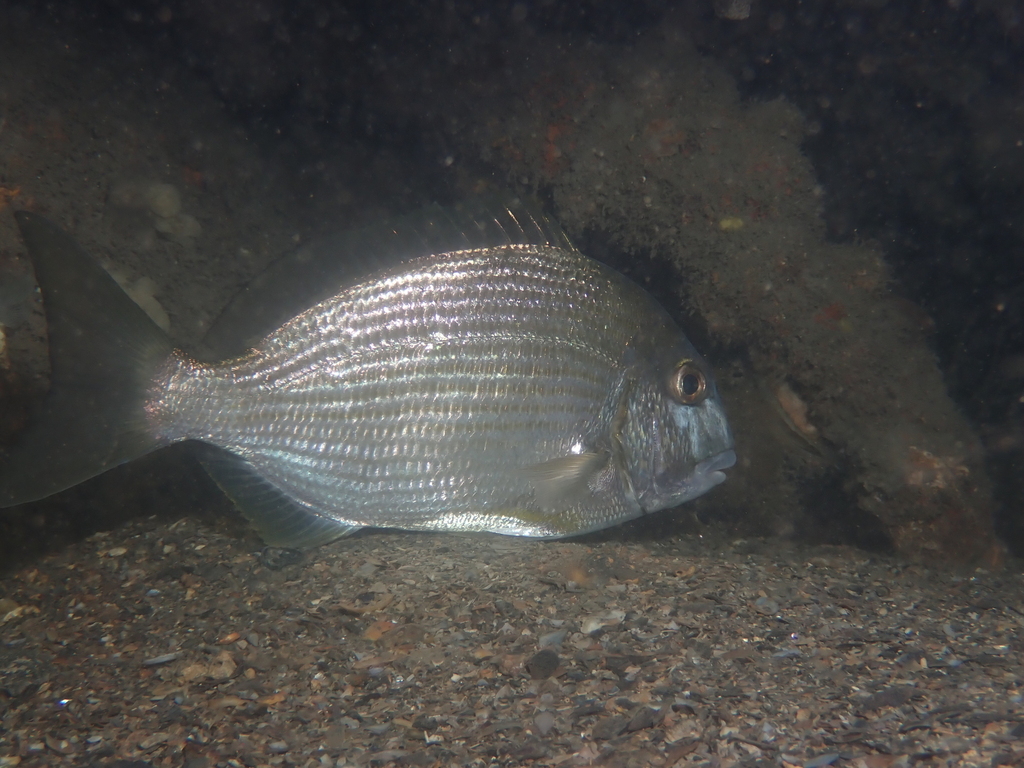 Tarwhine from Perth WA, Australia on January 13, 2023 at 09:07 PM by ...