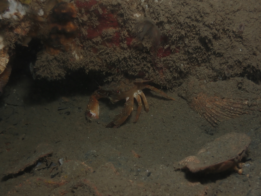 Four-lobed Swimming Crab from Perth WA, Australia on January 13, 2023 ...