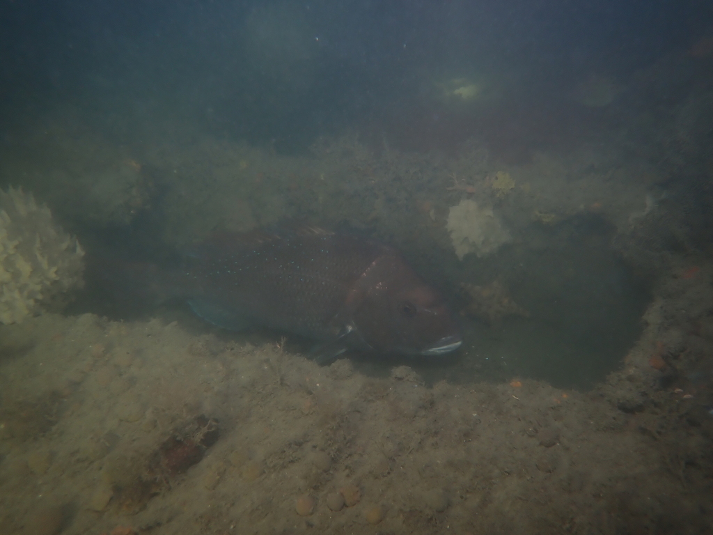 Australasian Snapper from Perth WA, Australia on January 13, 2023 at 09 ...