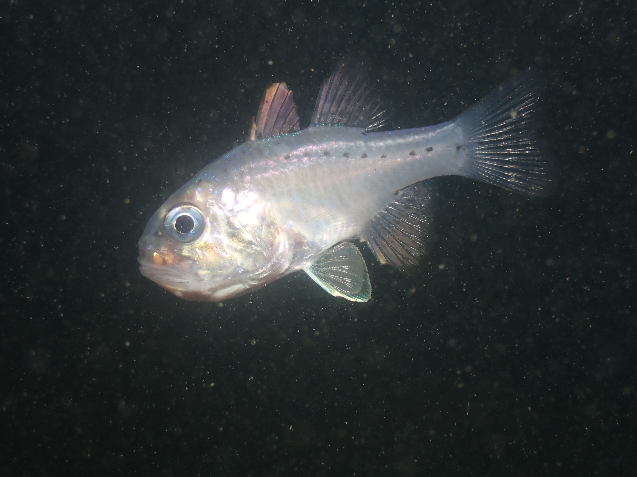 Apogonidae
