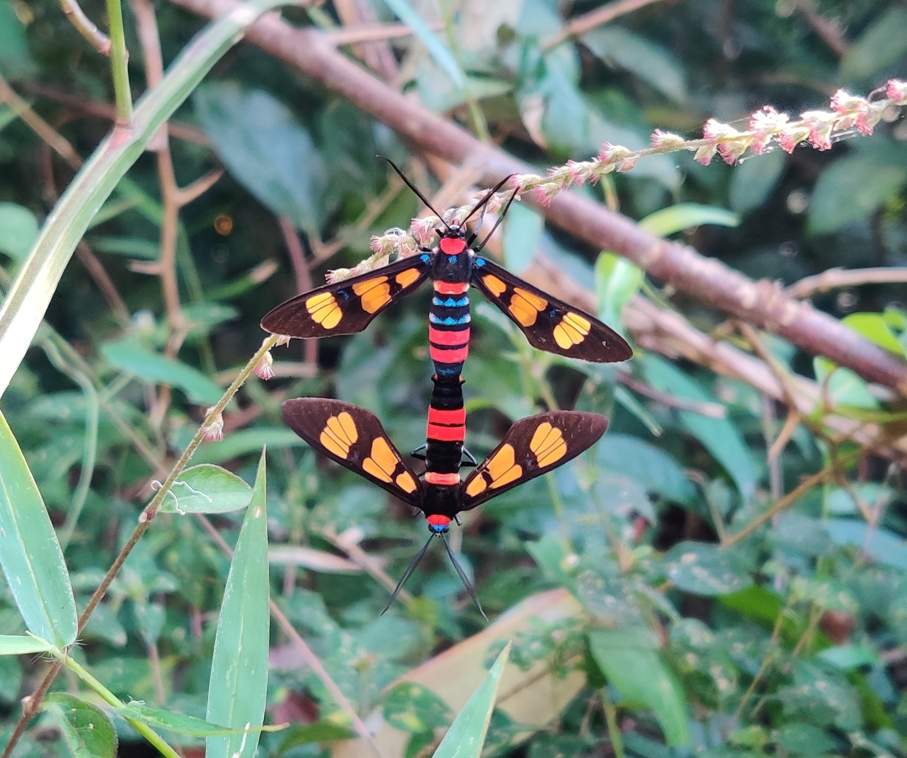Euchromia polymena Linnaeus, 1758