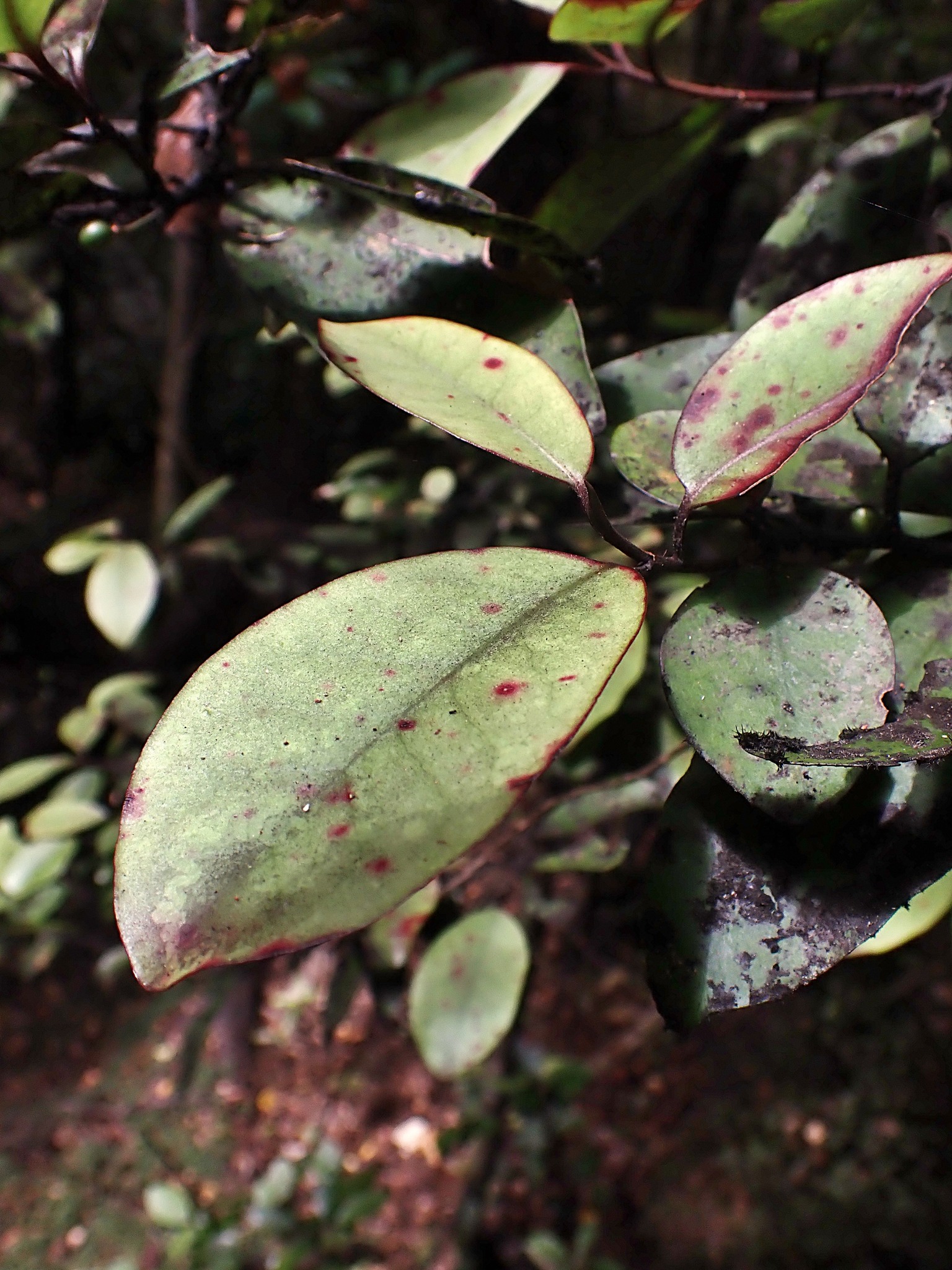 Pseudowintera colorata (Raoul) Dandy