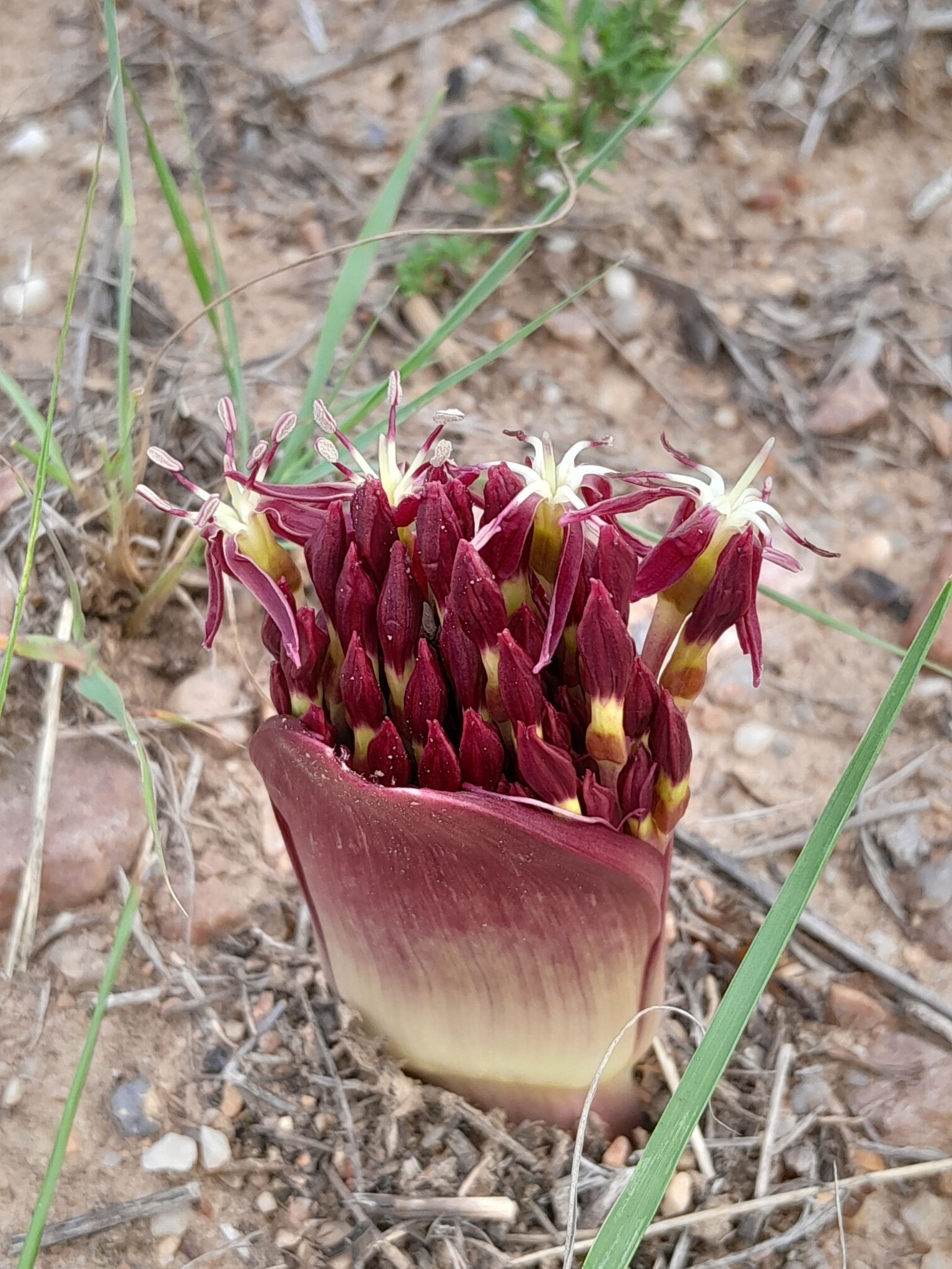 Crossyne guttata (L.) D.Müll.-Doblies & U.Müll.-Doblies