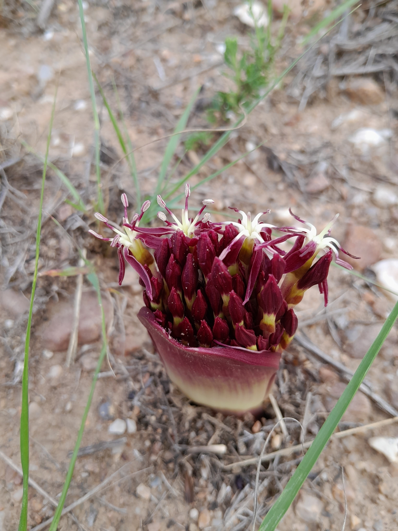 Crossyne guttata (L.) D.Müll.-Doblies & U.Müll.-Doblies