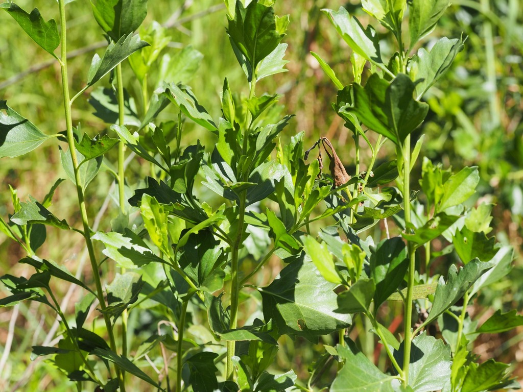 groundsel tree from Noosa Bal, Great Sandy, Queensland, Australia on ...