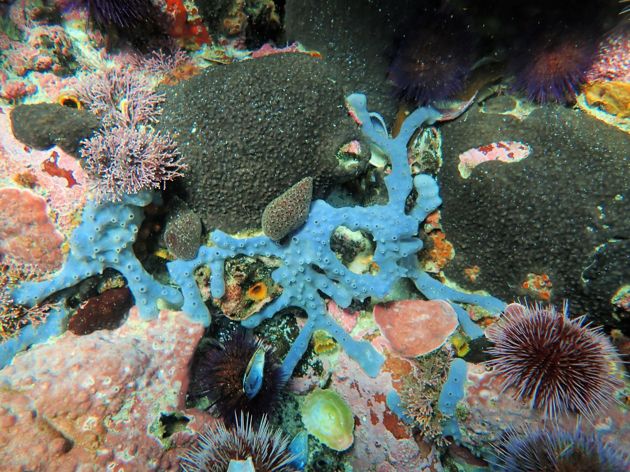 Chalinidae