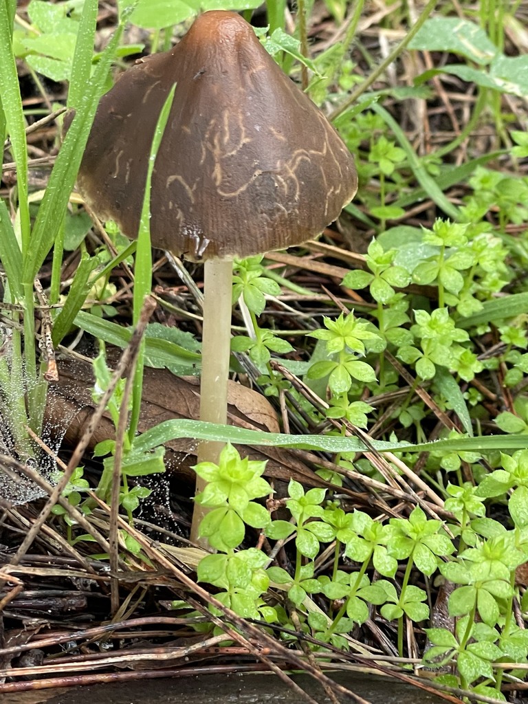 Psathyrellaceae from escola jose gomes ferreira by bernardomartins ...