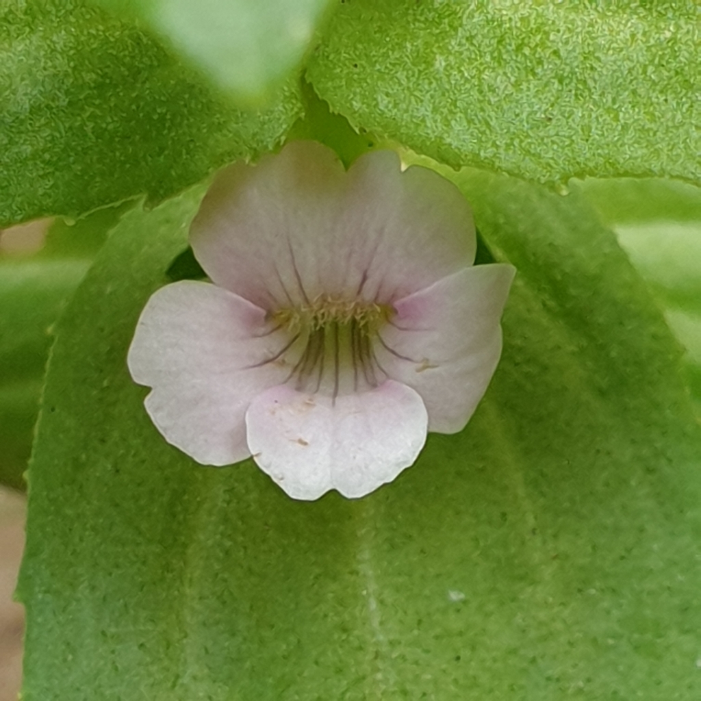 Austral Brooklime from Cardinia - North, AU-VI, AU on January 15, 2023 ...