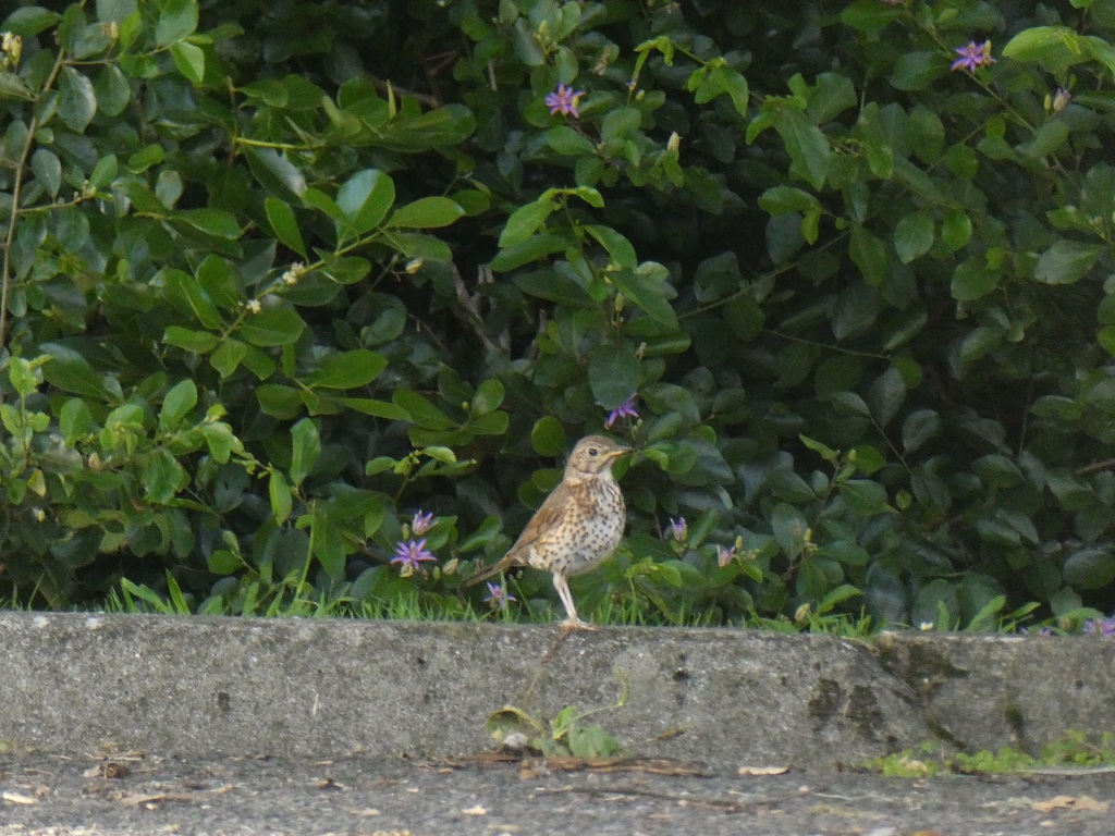 Western European Song Thrush from Te Puru, New Zealand on January 15 ...