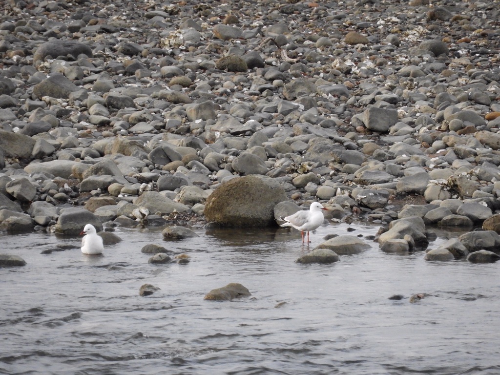 Red-billed Gull from Te Puru, New Zealand on January 15, 2023 at 05:36 ...