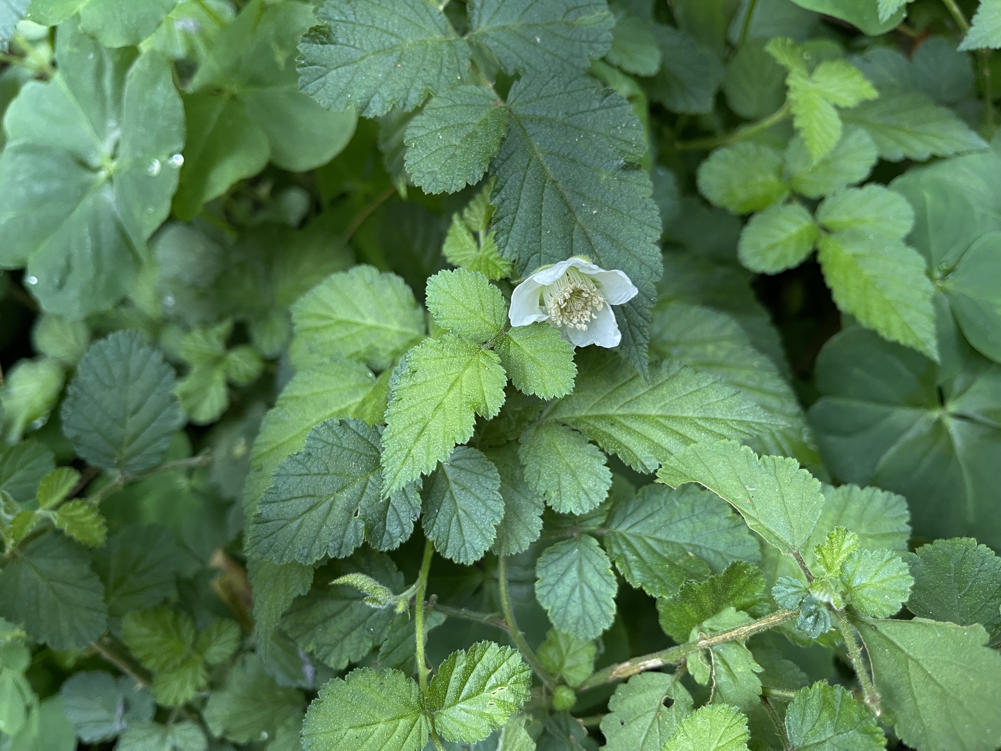 Rubus rosifolius Sm.