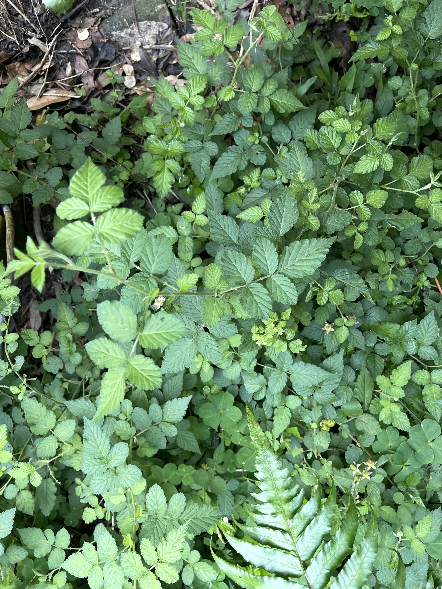 Rubus rosifolius Sm.