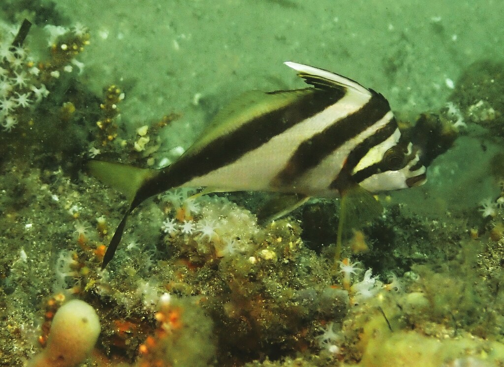 Eastern Morwong from Sydney NSW, Australia on November 14, 2022 at 11: ...