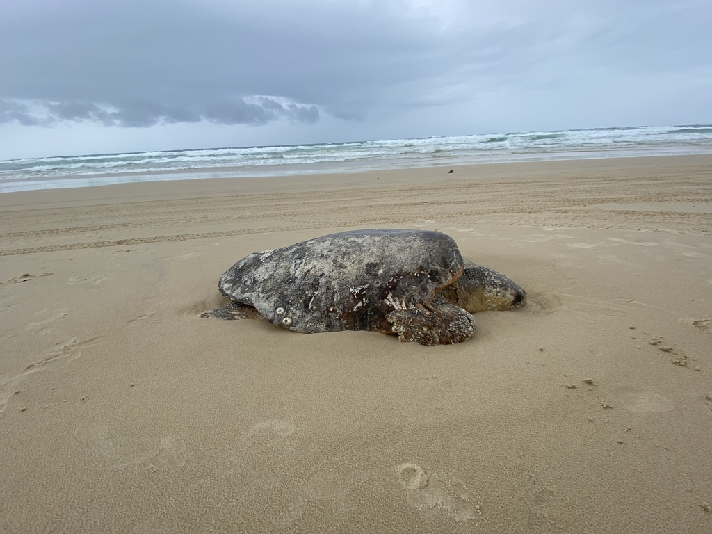 Hawksbill, Loggerhead, and Ridley Sea Turtles from Fraser Island (K ...