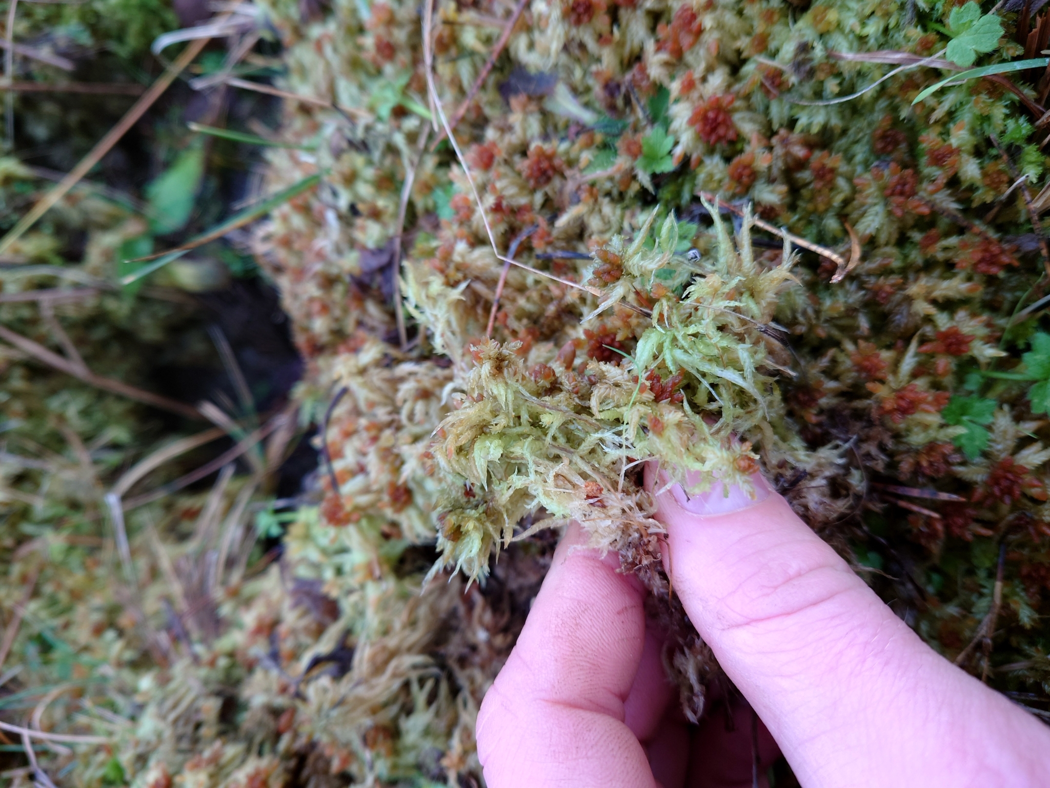 Sphagnum palustre L., 1753