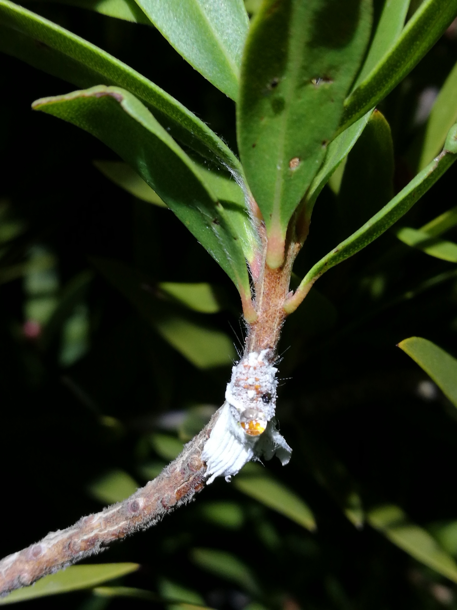 Icerya purchasi Maskell, 1879