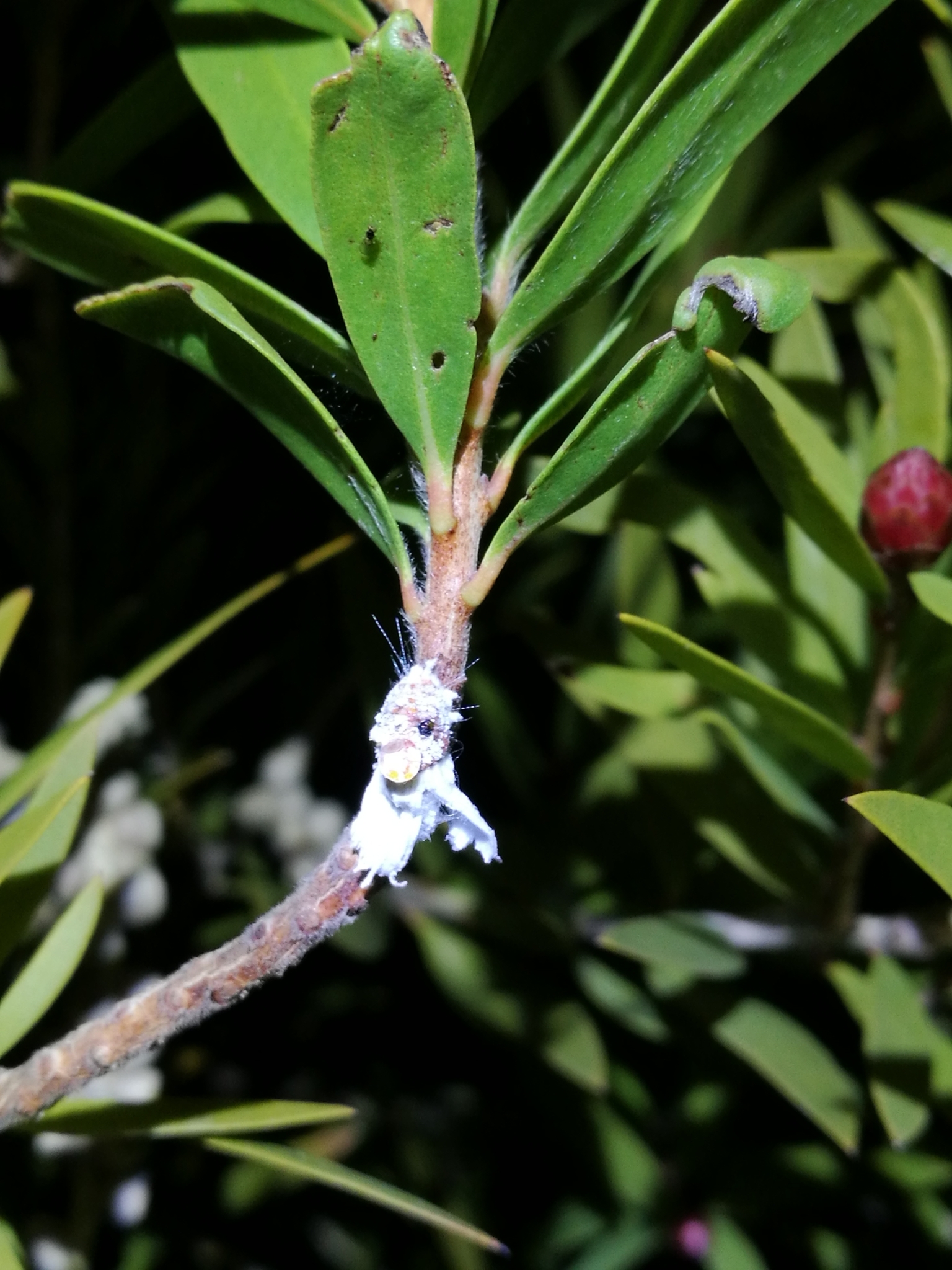 Icerya purchasi Maskell, 1879