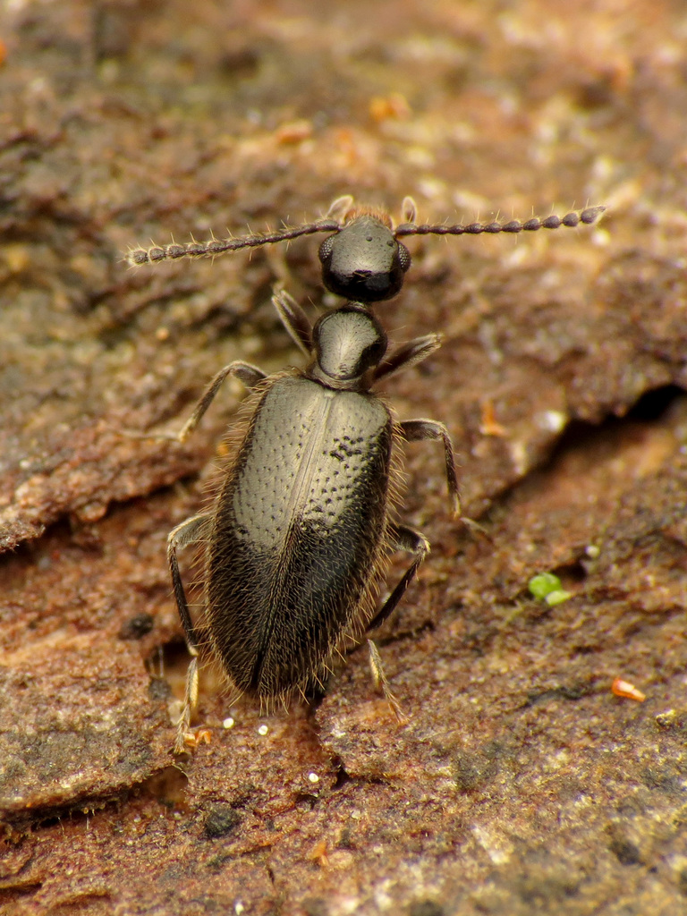 Sapintus obscuricornis from Moana, West Coast, New Zealand on September ...