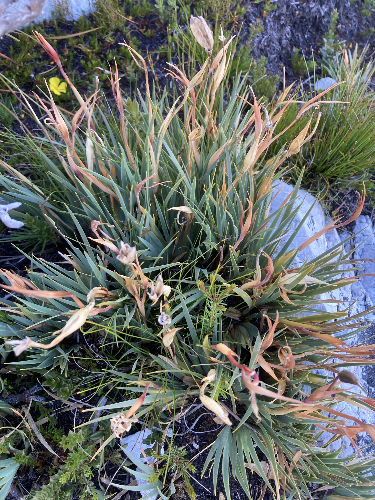 Isophysis tasmanica (Hook.) T.Moore