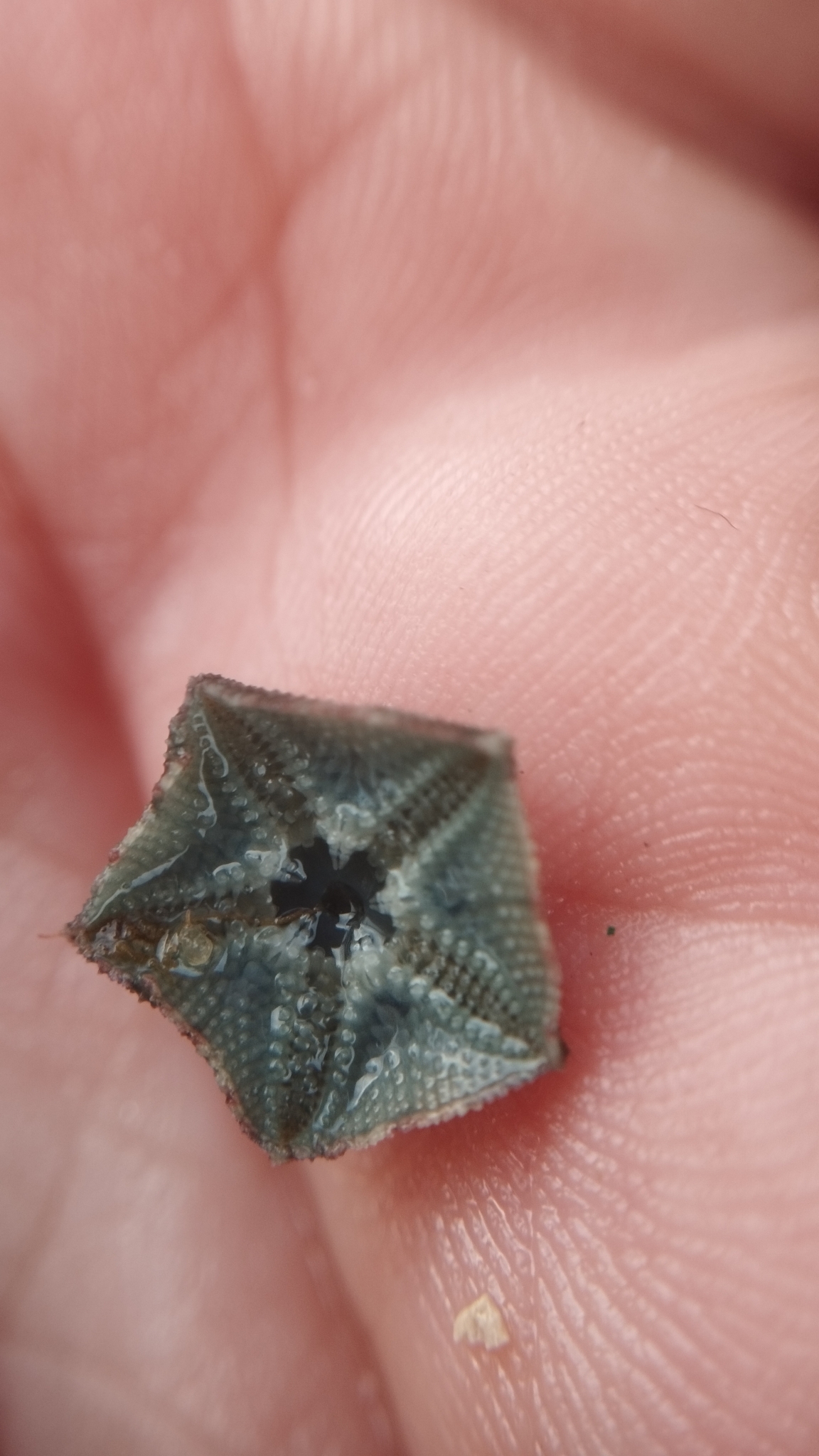 Parvulastra O'Loughlin, 2004