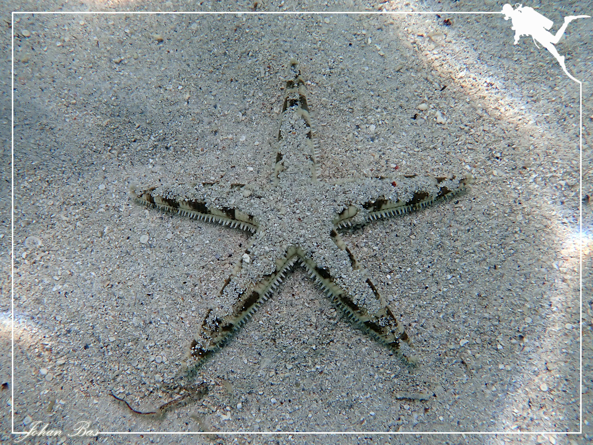 Archaster typicus Müller & Troschel, 1840