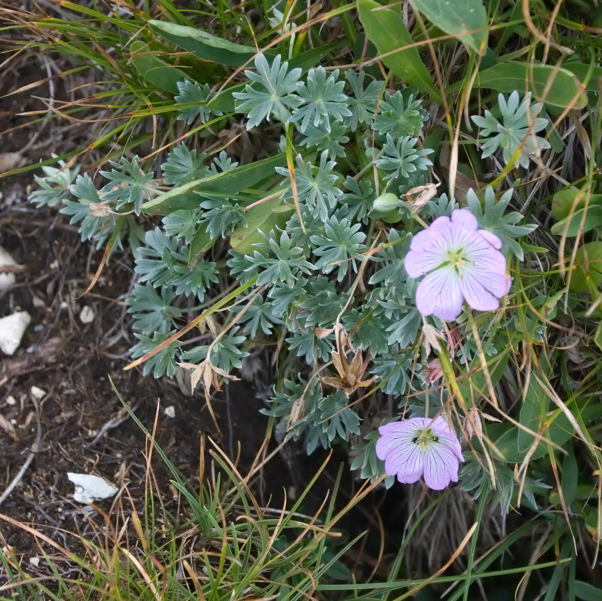 Geranium argenteum L.