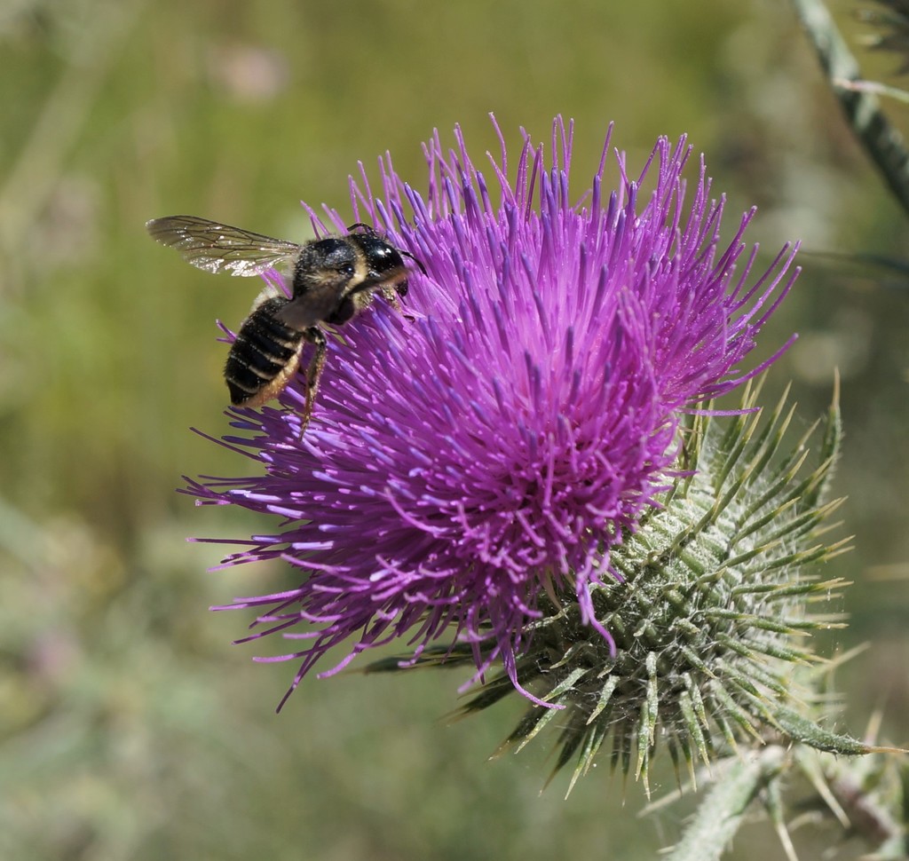 Megachile inermis from Bois Blanc Island on August 3, 2018 at 12:11 PM ...