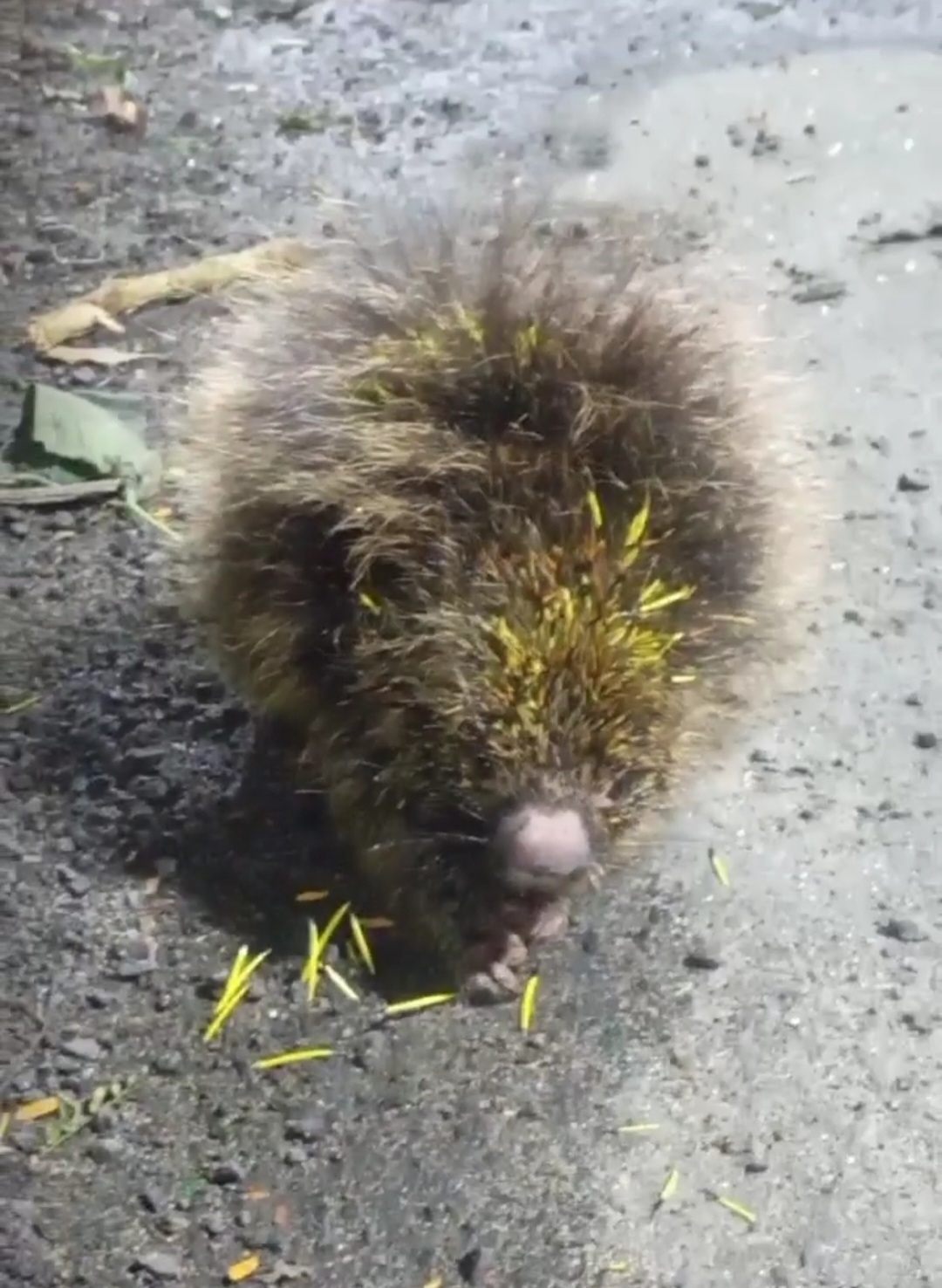 Sphiggurus spinosus (F.Cuvier, 1823)