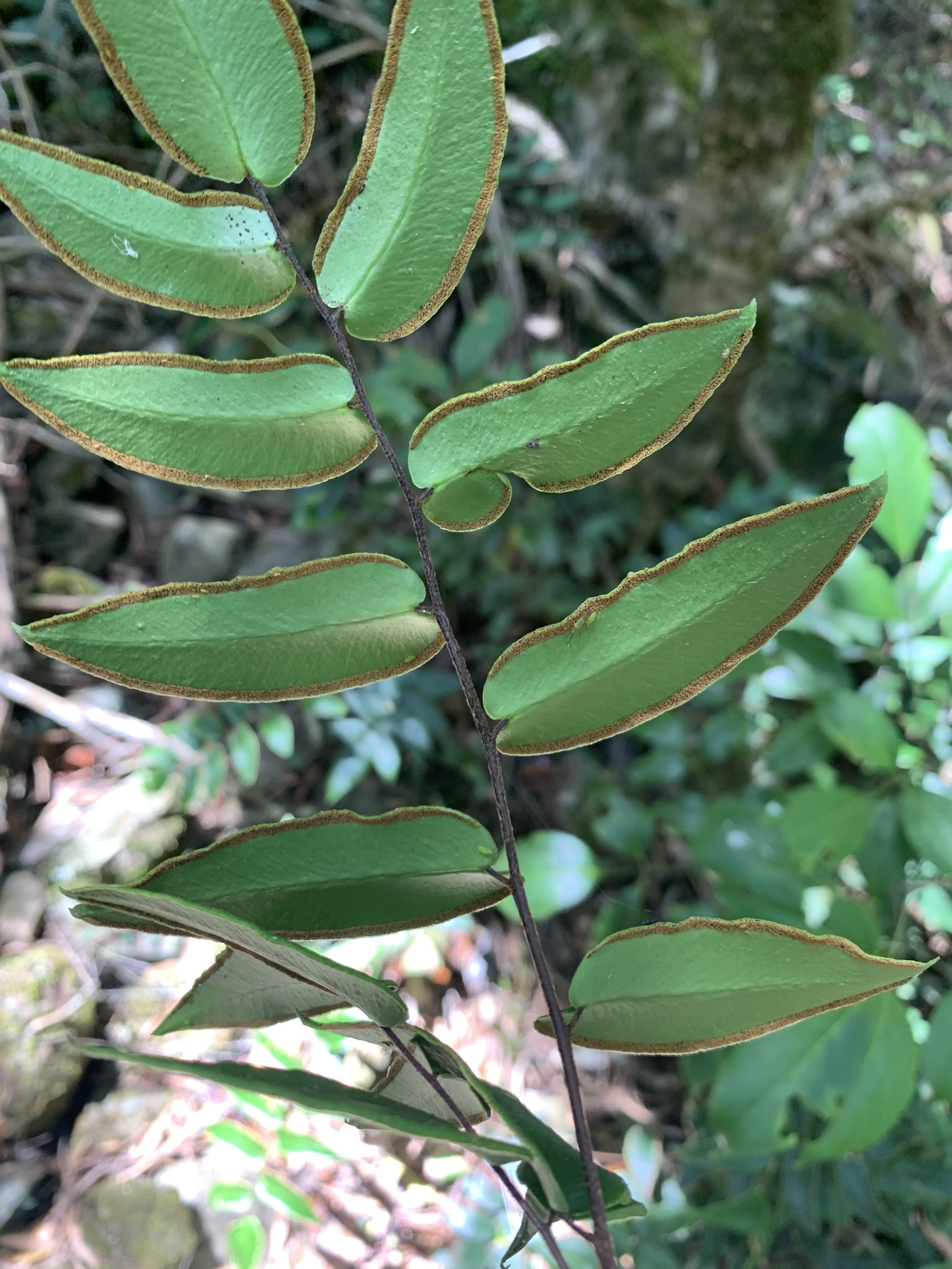 Pellaea paradoxa (R.Br.) Hook.